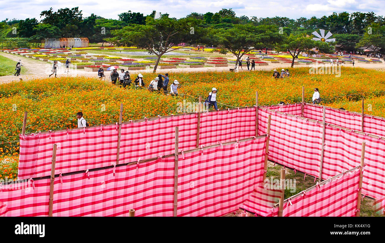 the red white plaid cloth labyrinth in the cosmos flower field Stock ...
