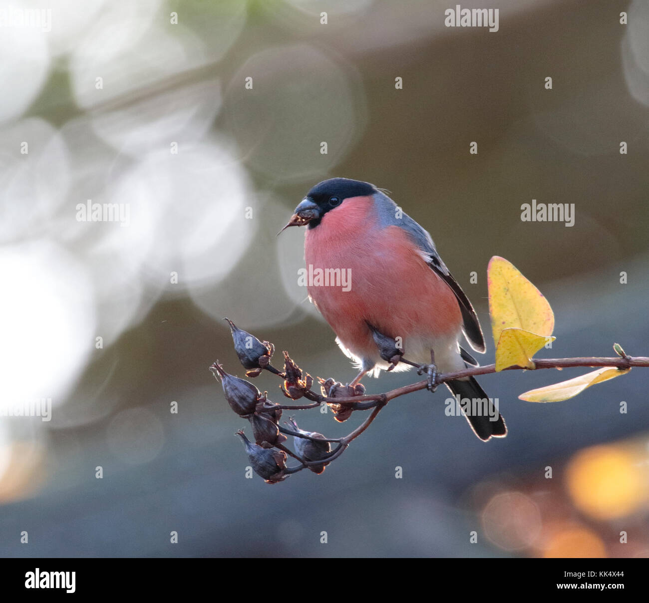 Male Bullfinche feeding Stock Photo - Alamy