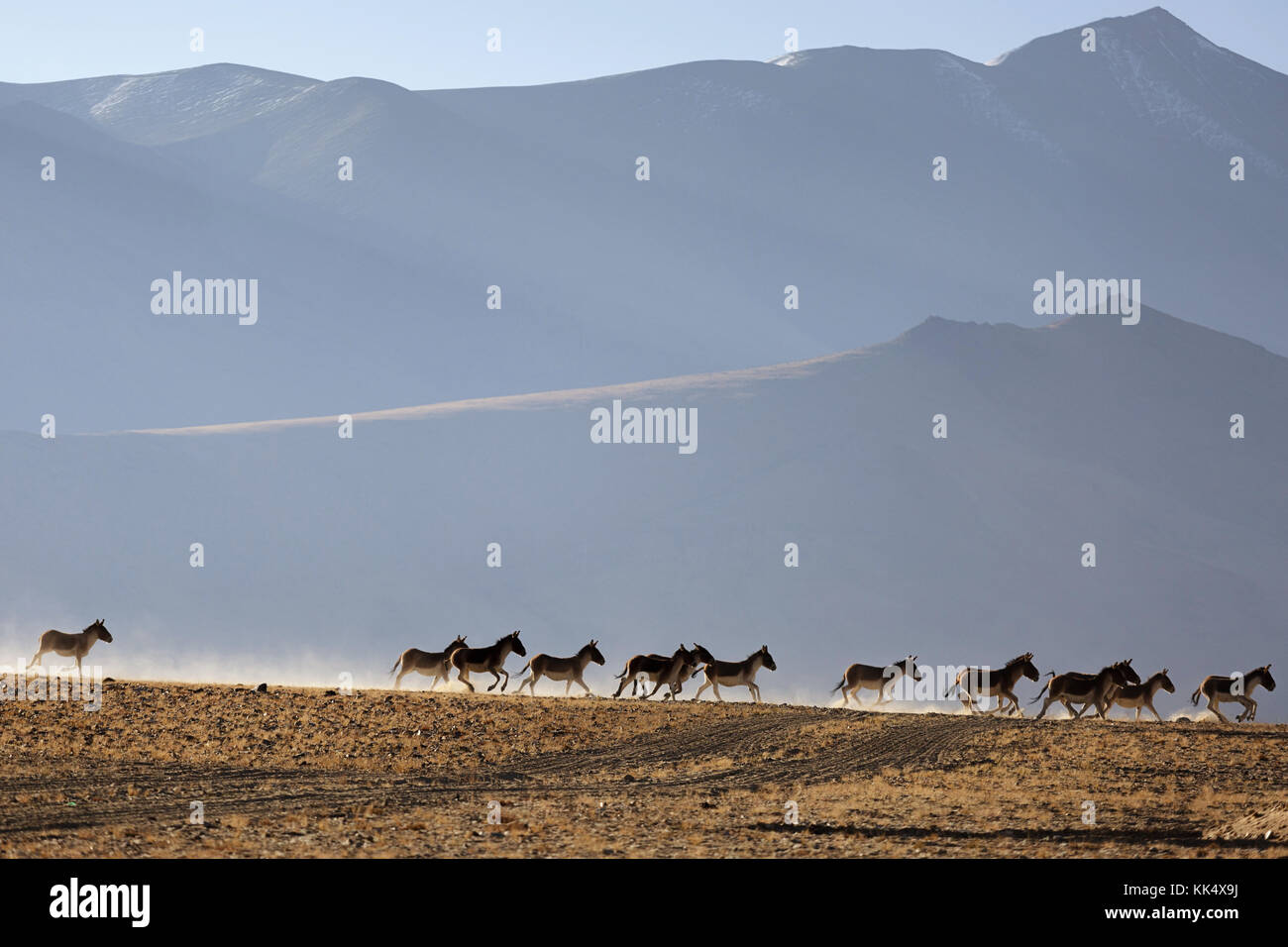 A herd of Kiang or Tibetan Wild Ass, at the amazing landscape ofTso Kar ...