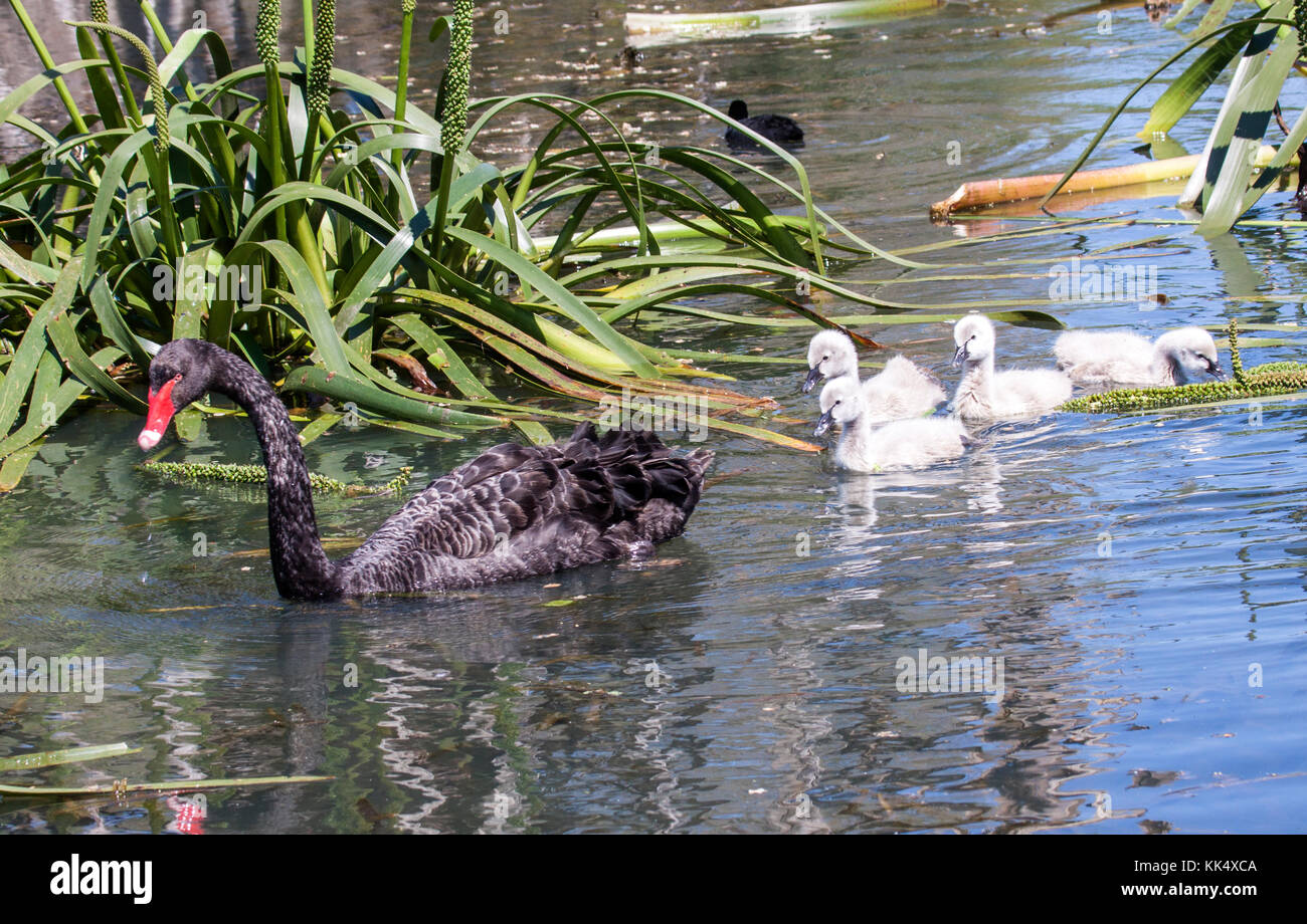 Black swan and cygnets on lake at Ballarat Victoria Australia Stock ...
