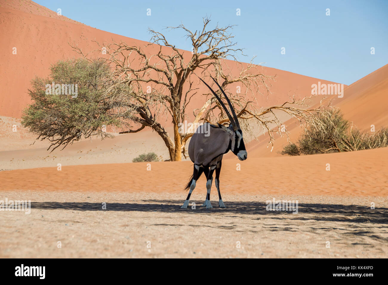 A Gemsbok antelope taking shelter from the sun under a tree in the ...