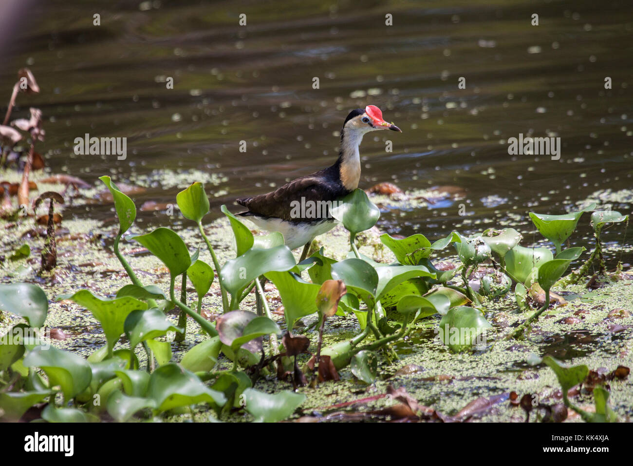 Comb crested jacana foraging amongst water hyacinth and duckweed at ...