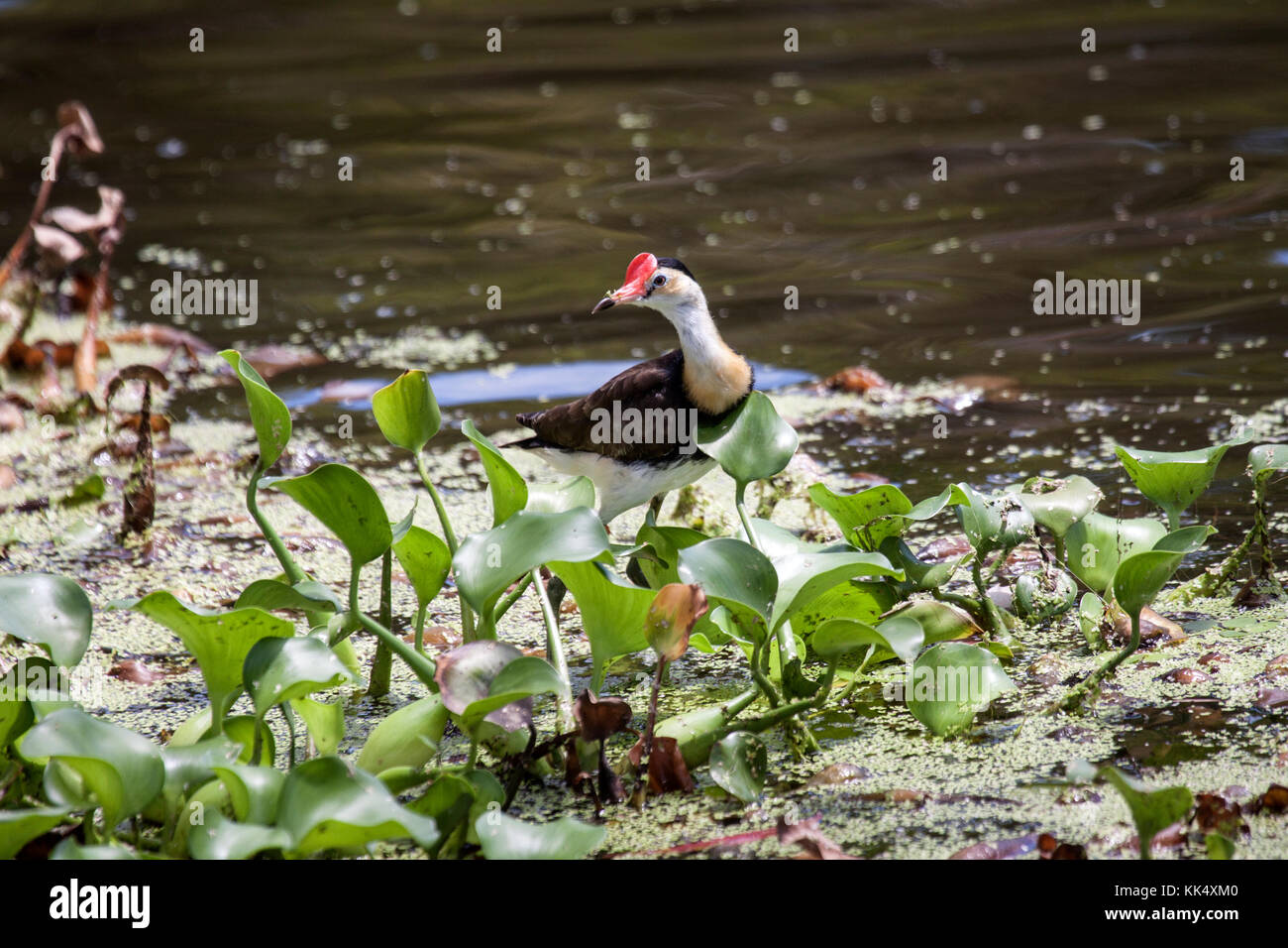Comb crested jacana foraging amongst water hyacinth and duckweed at ...