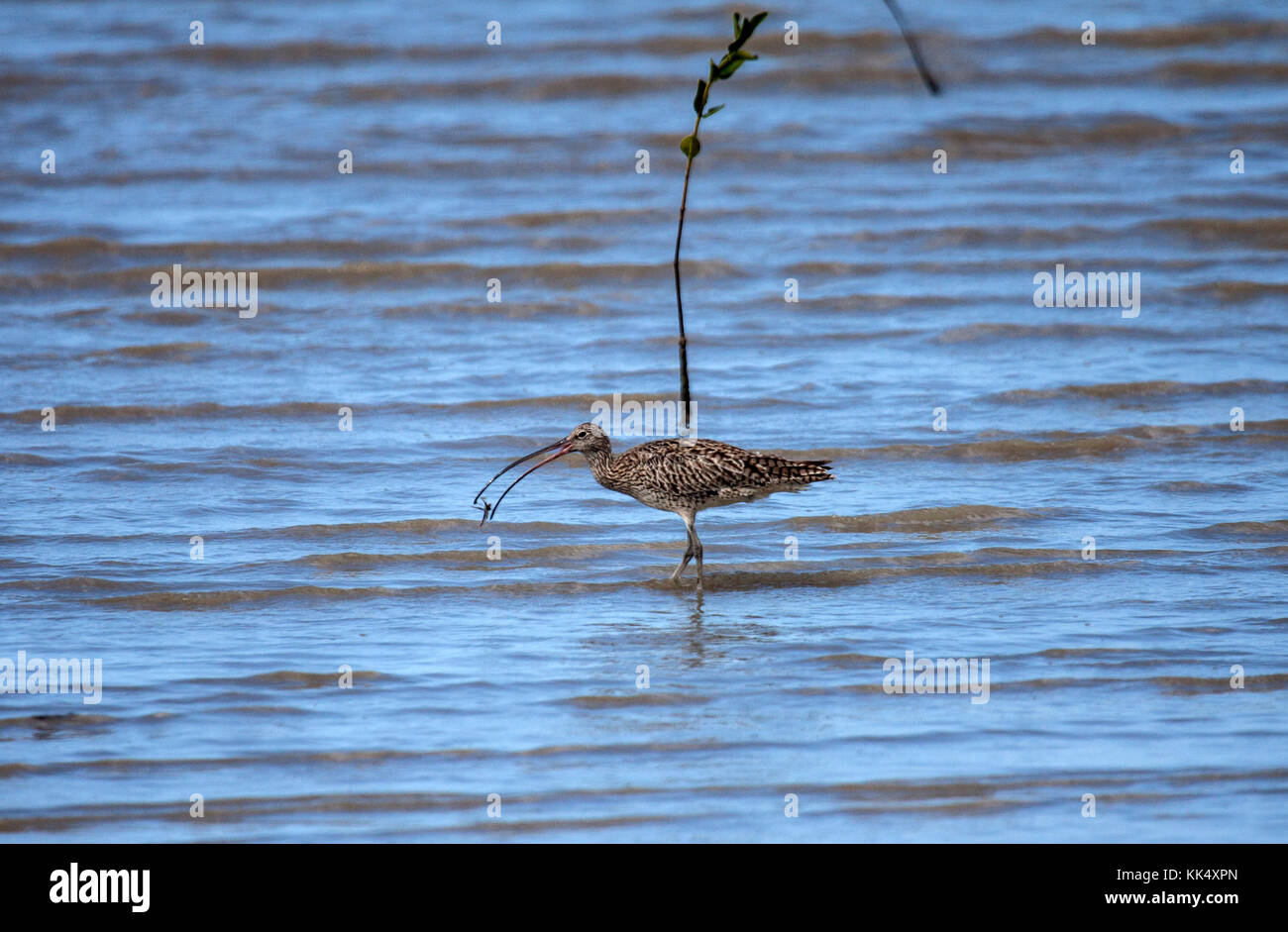 Eastern curlew catching prey as it wades through incoming tide in ...