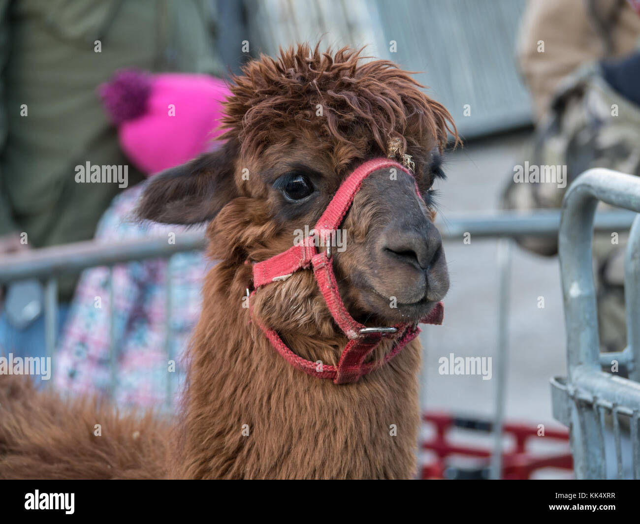 Domestic Alpaca At The Petting Zoo Stock Photo - Alamy