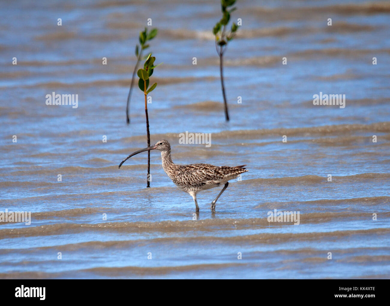 Eastern curlew numenius madagascariensis hi-res stock photography and ...
