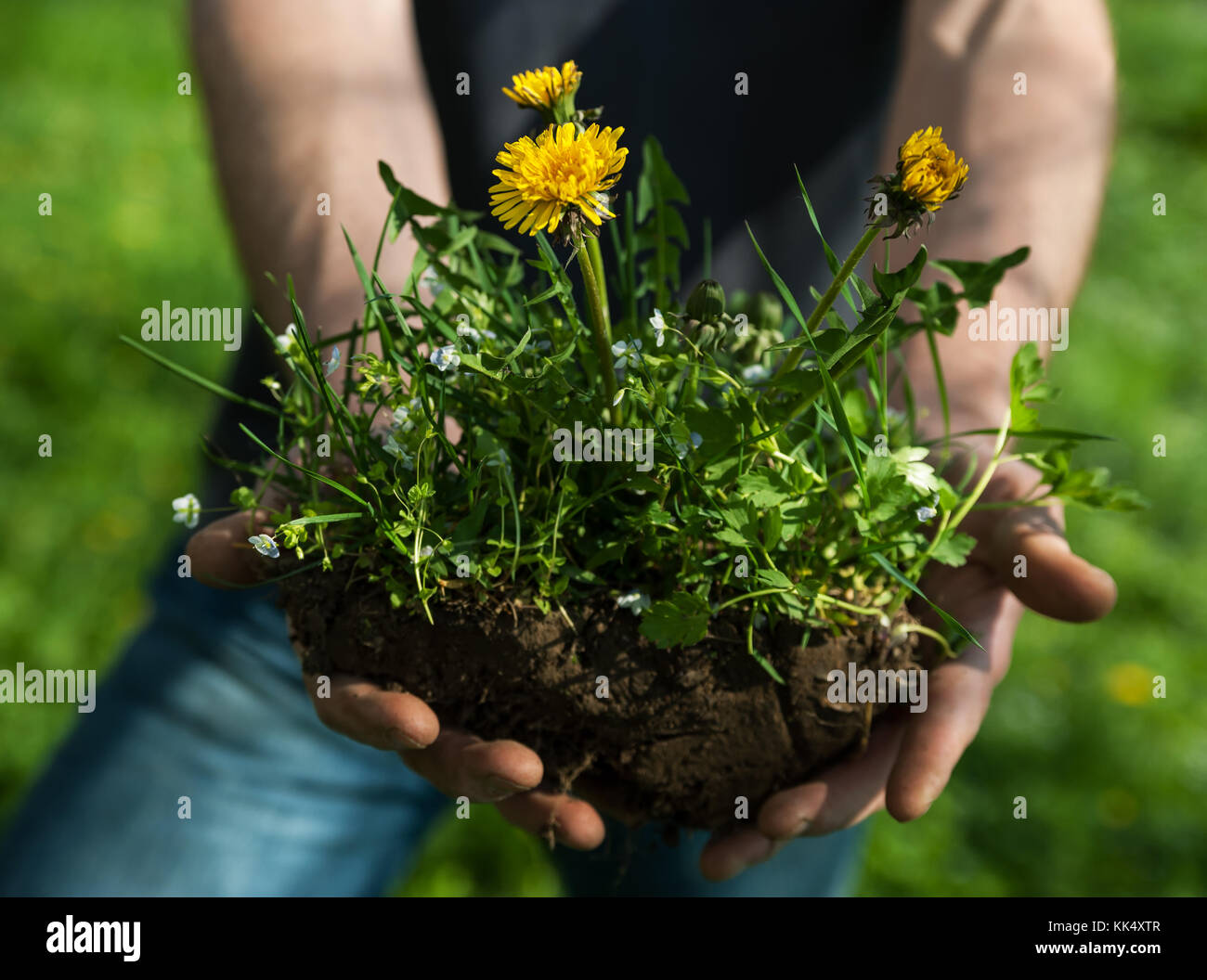 The plant dandelion with a piece of soil in the hands of man Stock ...
