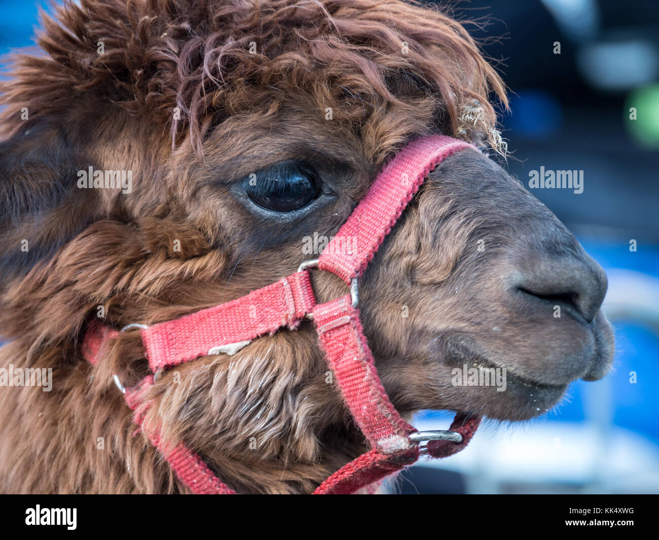 Domestic Alpaca At The Petting Zoo Stock Photo - Alamy