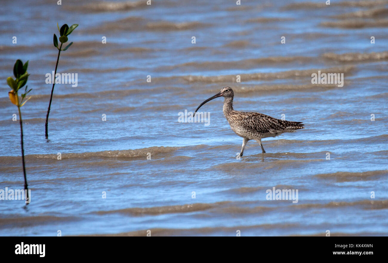 Largest curlew hi-res stock photography and images - Alamy