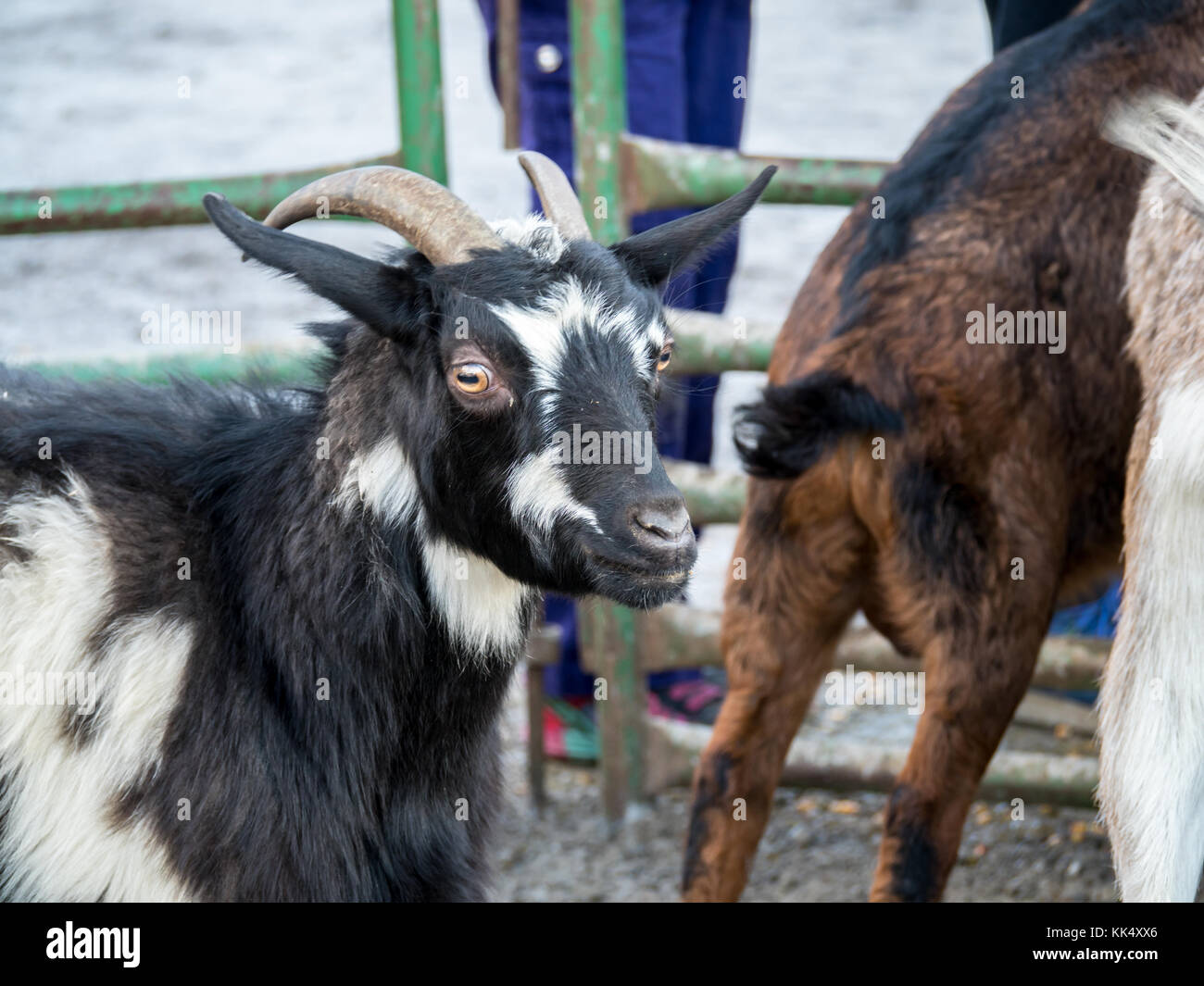 Goats At The Petting Zoo Stock Photo - Alamy