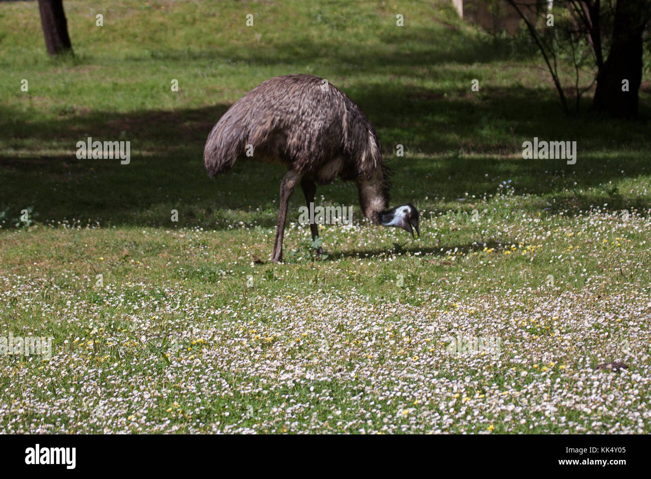 Emu foraging amongst short grass in Tower Hill Nature Reserve Victoria ...