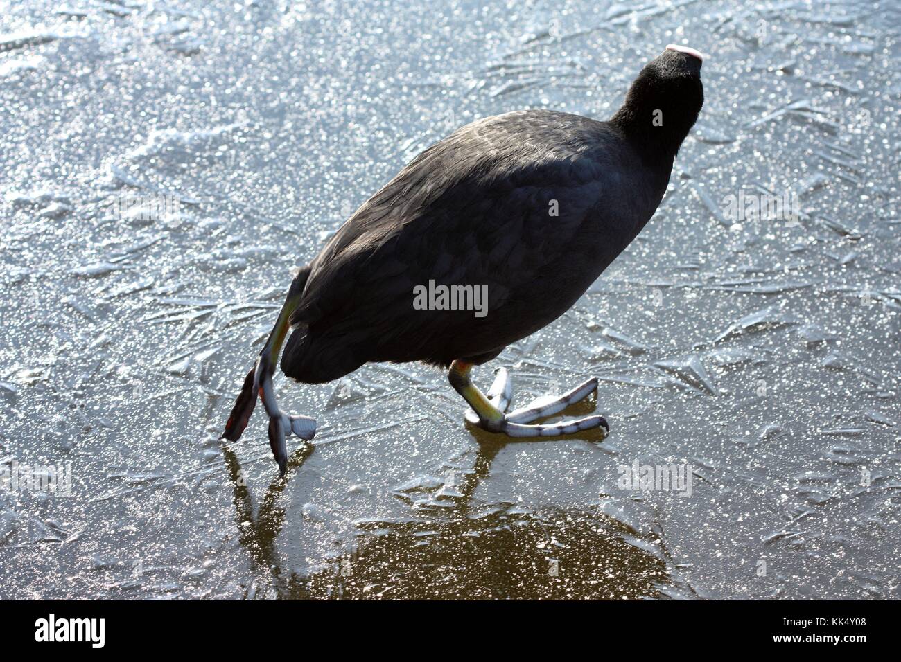 Bird walking on ice Stock Photo - Alamy