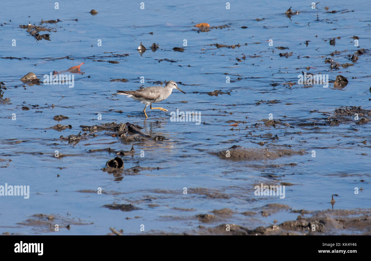 Grey tailed tattler tringa brevipes hi-res stock photography and images ...