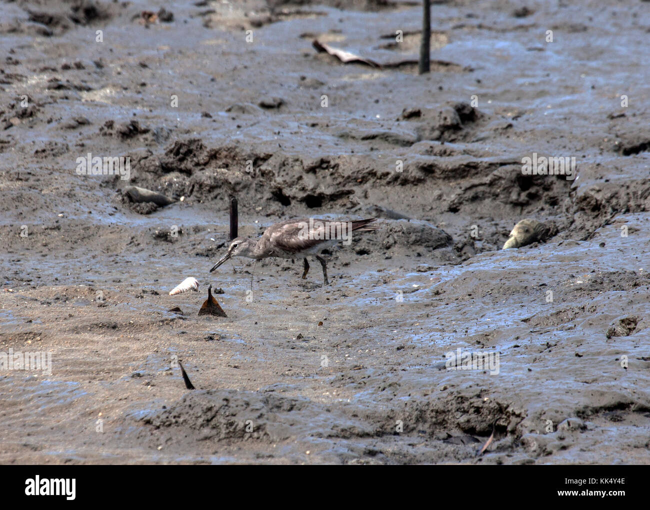 Grey tailed tattler investigating shell as it forages on mudflat in ...