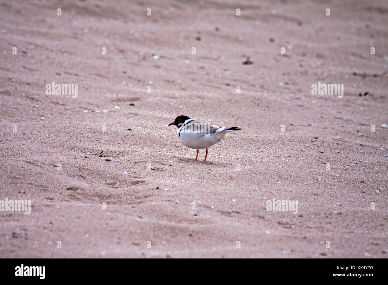 Hooded plover prospecting nest site on sandy beach in Victoria ...