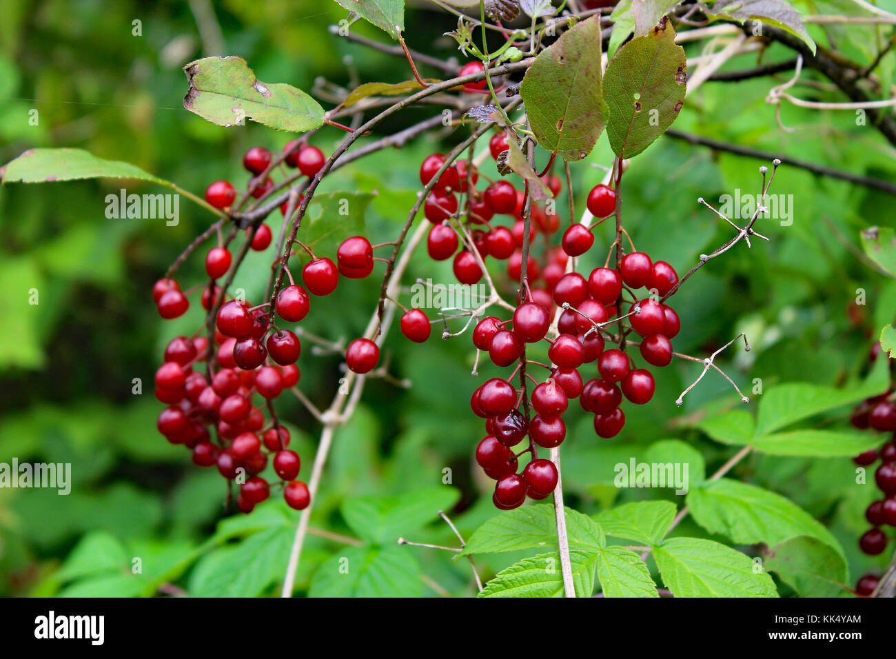 Closeup of berries hi-res stock photography and images - Alamy