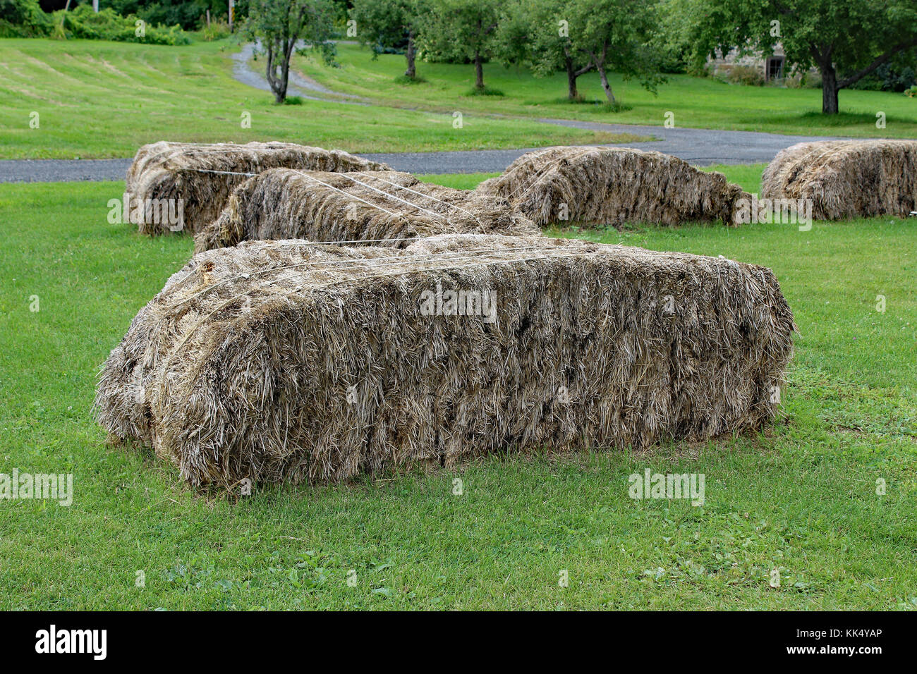 Hay image hi-res stock photography and images - Alamy
