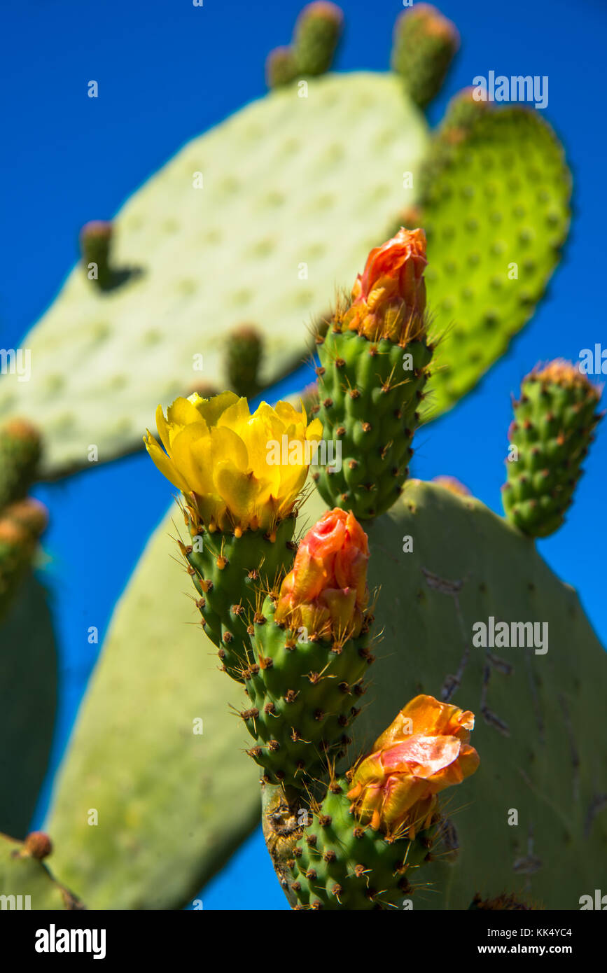 flowering cactus at Sicilië, Italy Stock Photo - Alamy