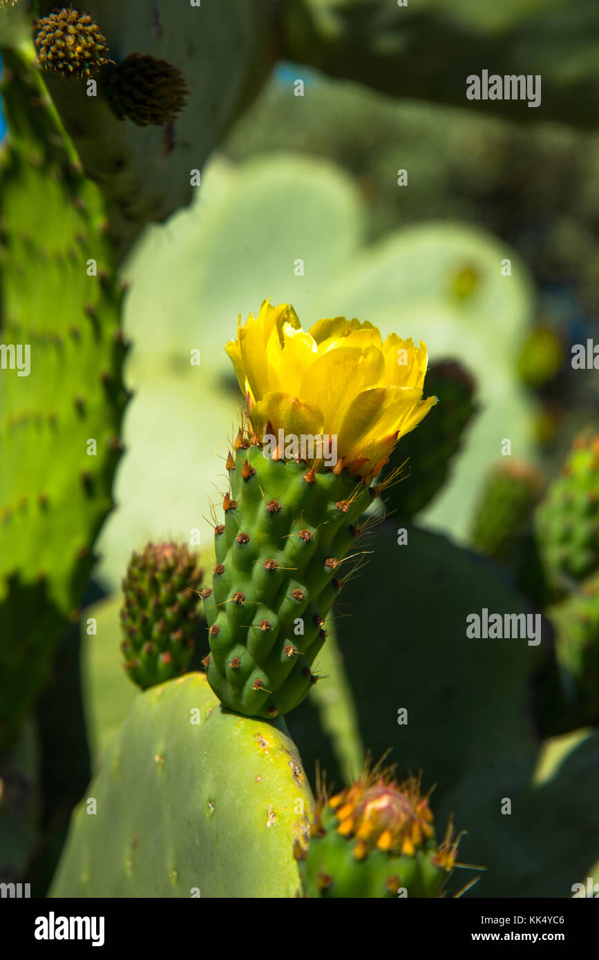 flowering cactus at Sicilië, Italy Stock Photo - Alamy