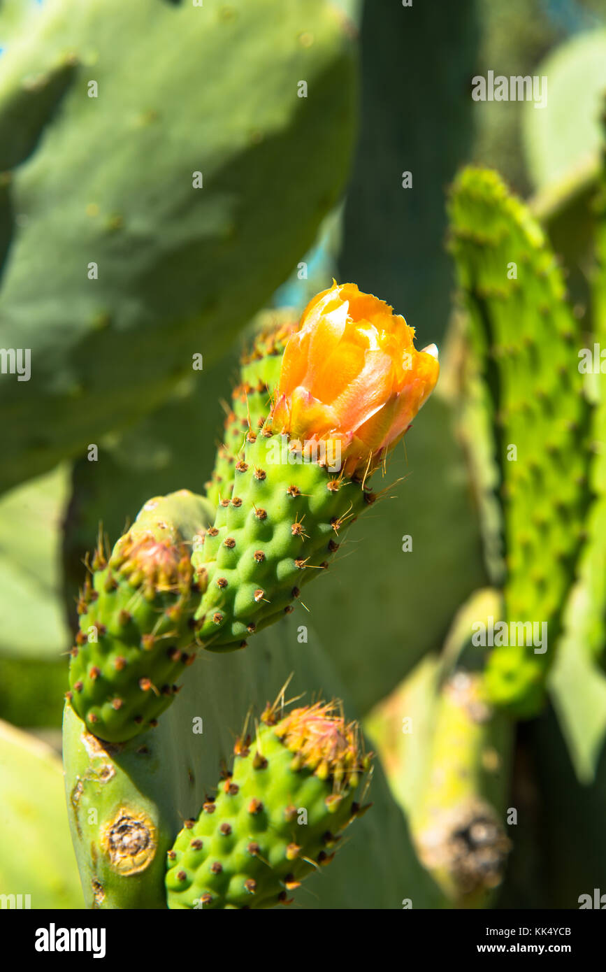 flowering cactus at Sicilië, Italy Stock Photo - Alamy