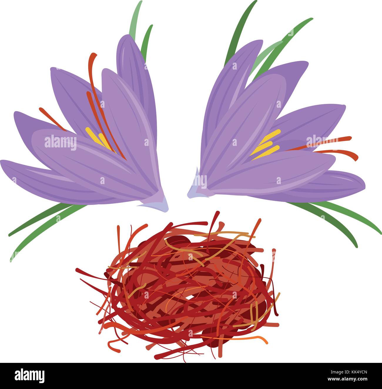 Saffron crocus flowers and threads. Crocus sativus. Purple saffron with ...