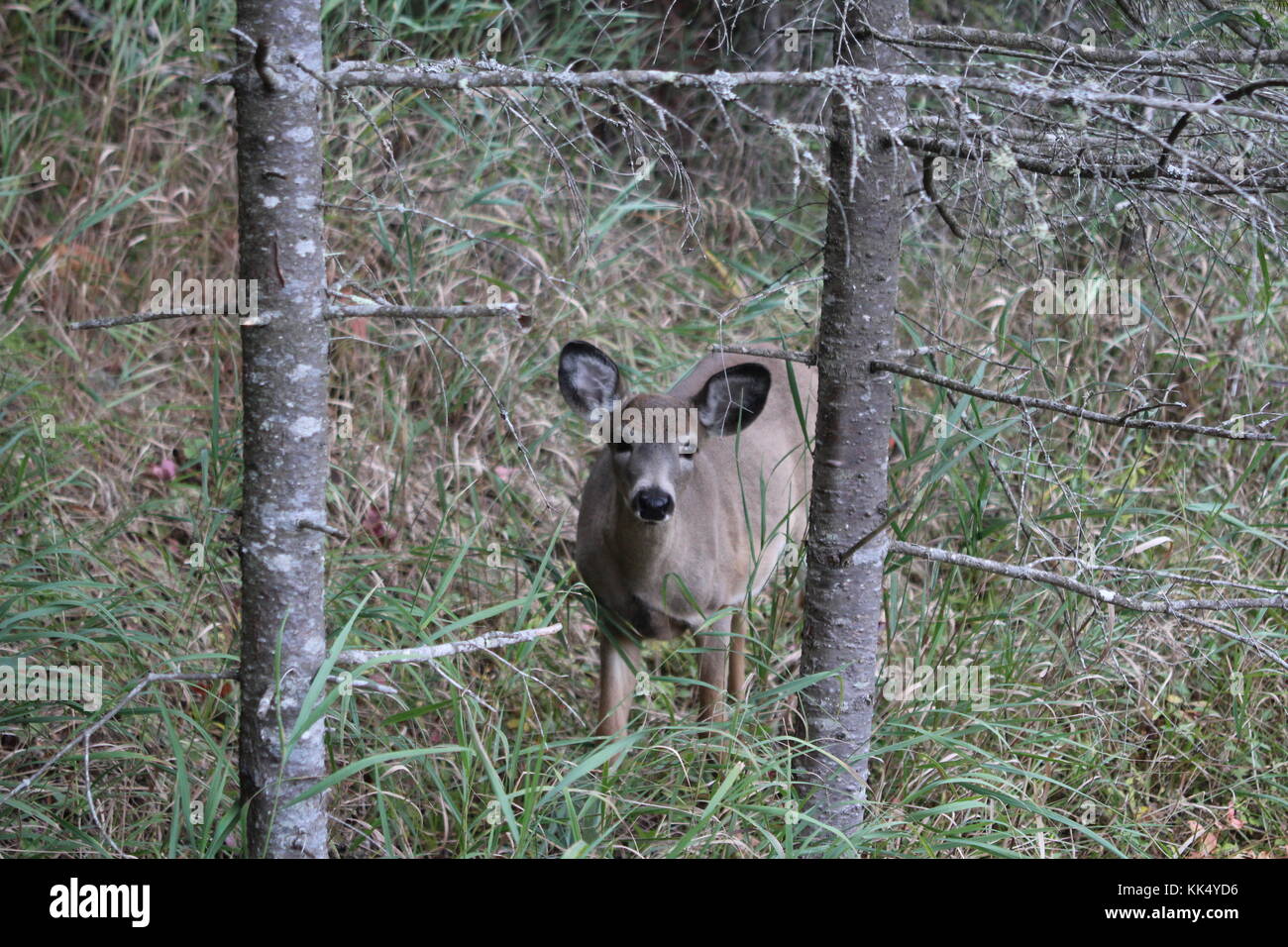 Deer eating tree leaves hi-res stock photography and images - Alamy