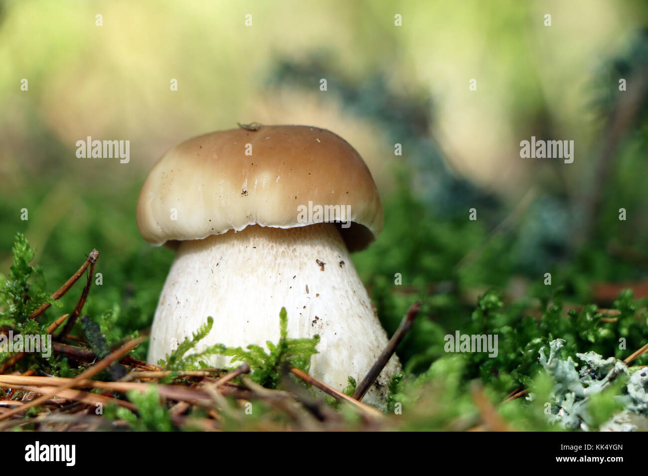 One small edible cep growing in sun rays in needles wood. White fresh ...