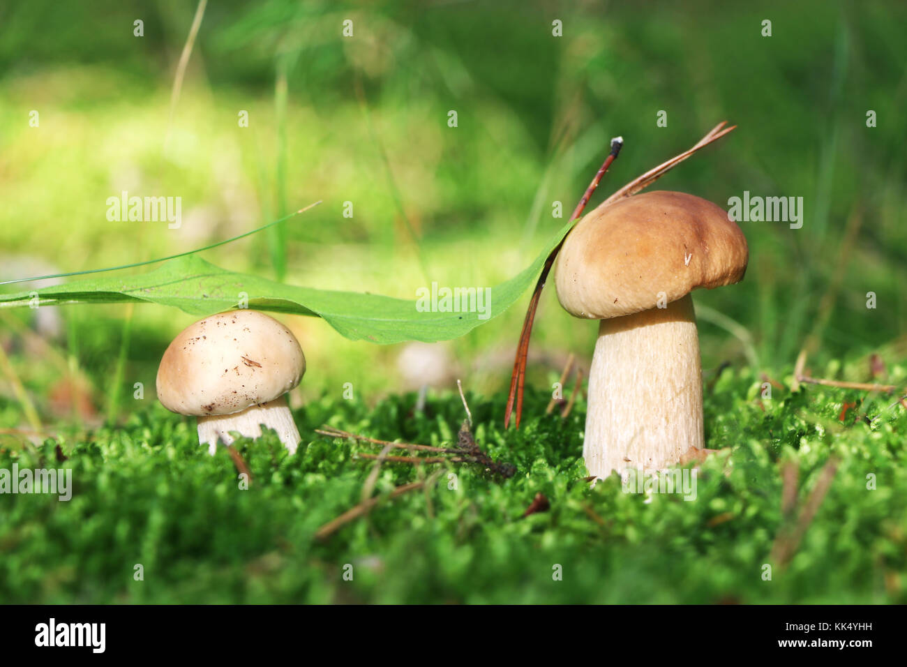 Two small edible ceps growing under a green leaf in wood. White fresh ...