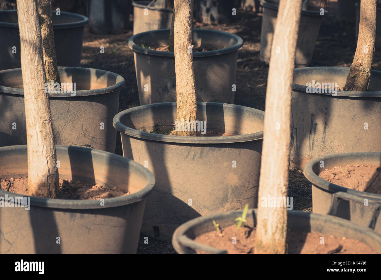 many trees in tree nursery garden - planting trees Stock Photo - Alamy