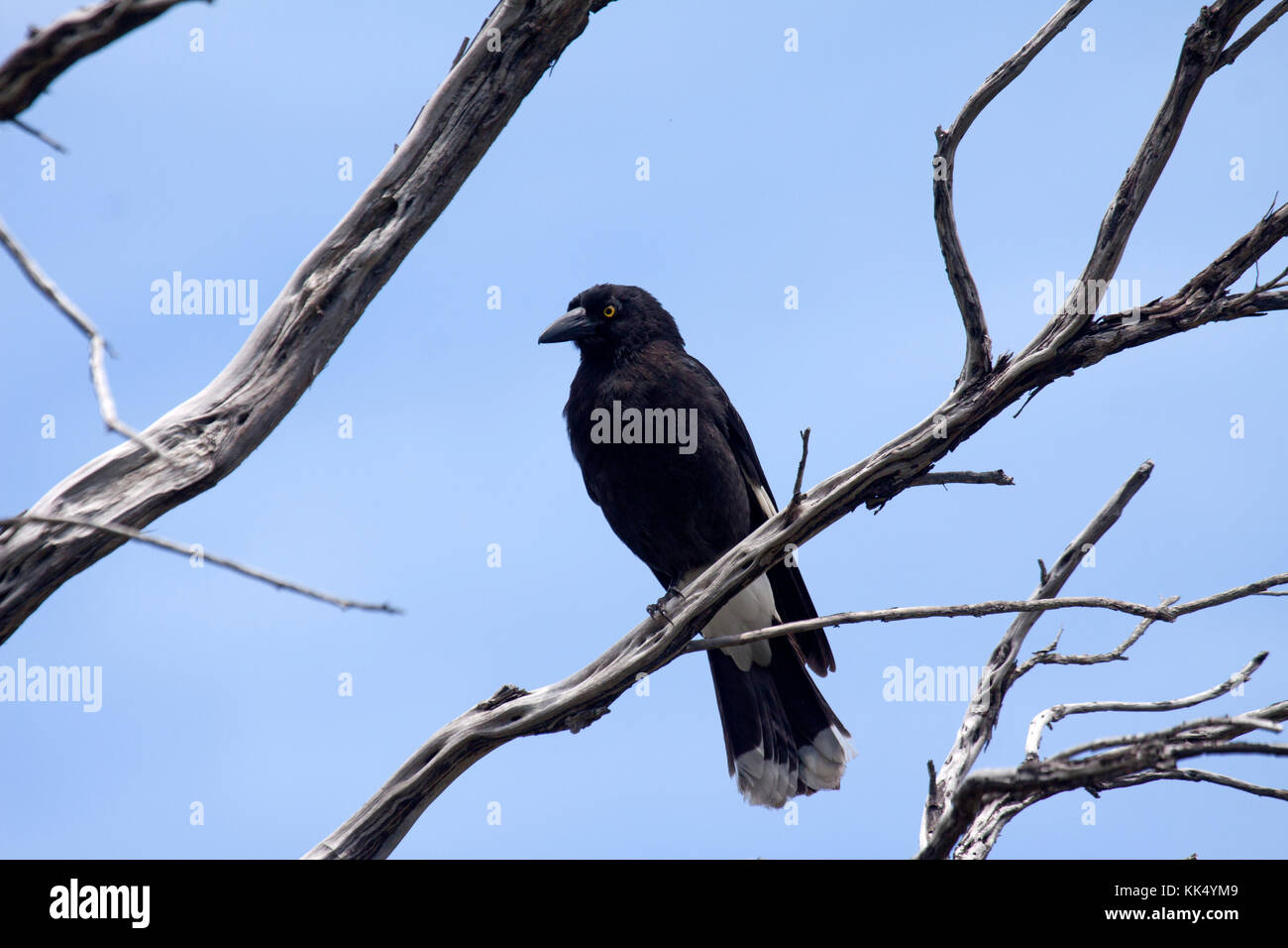 Pied currawong perched in tree in Picton NSW Australia Stock Photo - Alamy