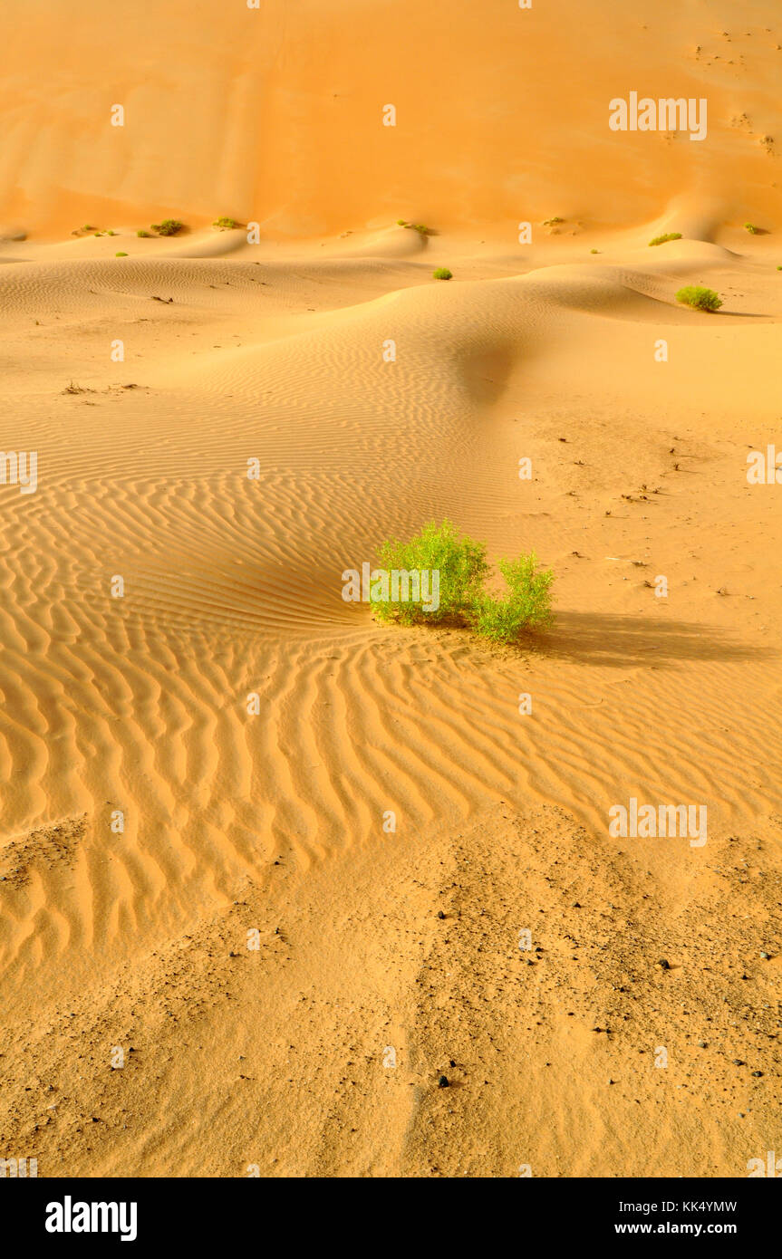 Wind-formed patterns in this collection of sand in the Arabian Desert ...