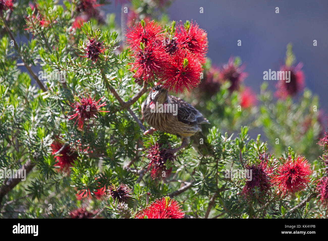Red wattlebird with prominent red wattles on neck feeding from blossoms ...