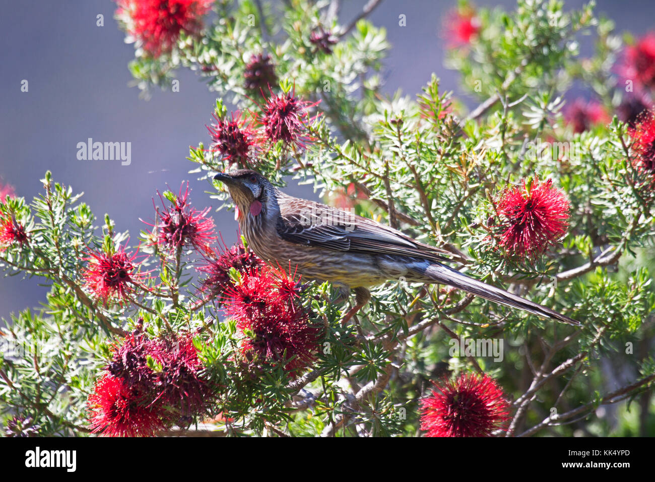 Birds of the grampians hi-res stock photography and images - Alamy