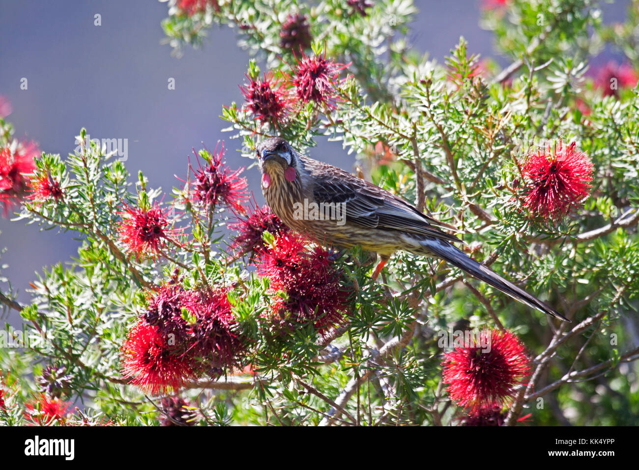 Birds with wattles hi-res stock photography and images - Alamy