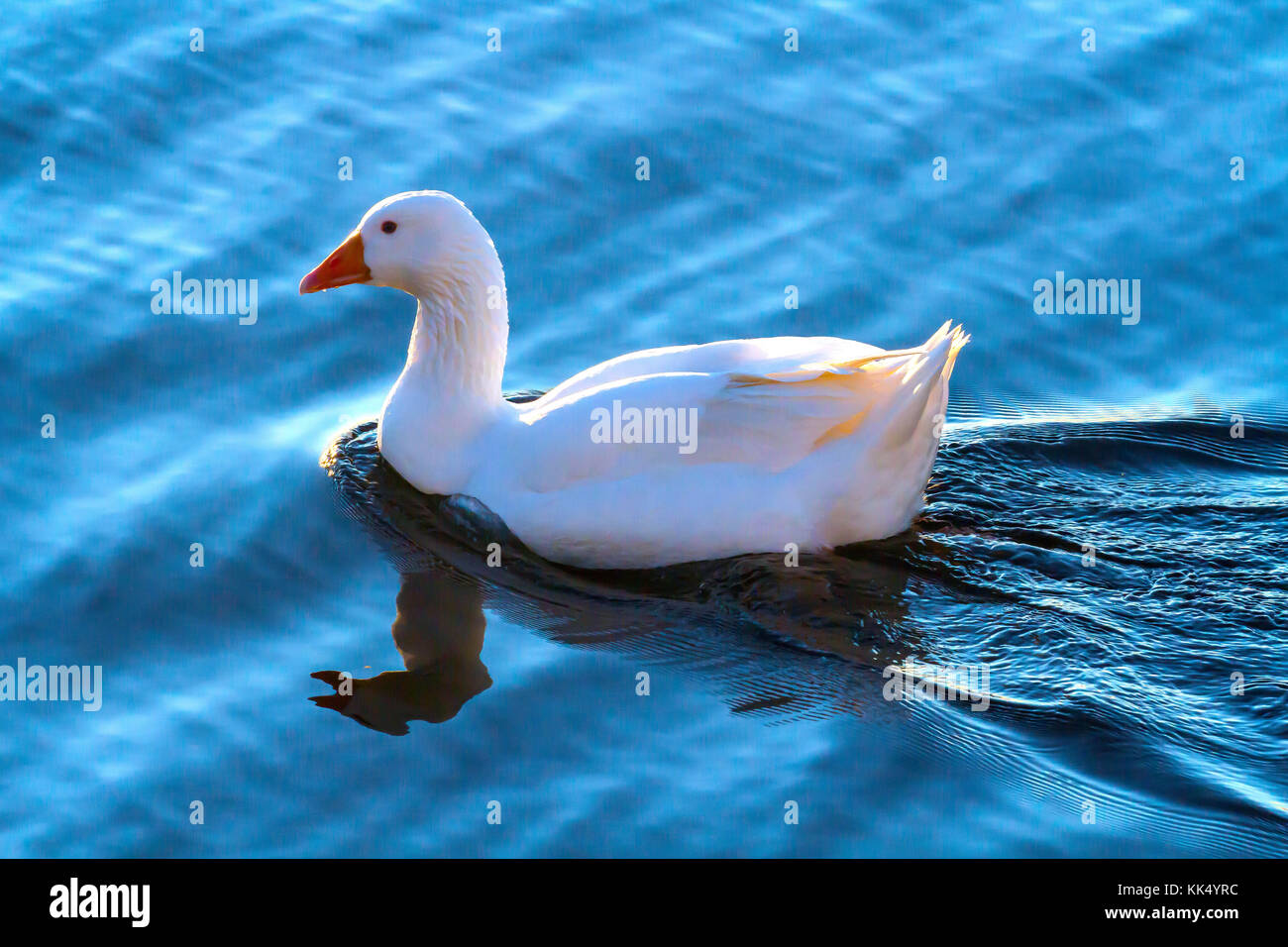 White goose in winter. Photographed in January in Fana fjord, western ...