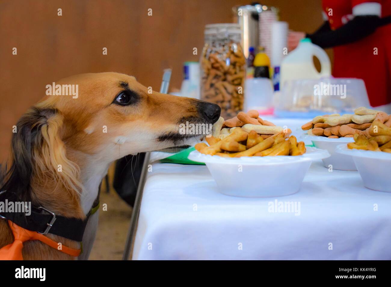 Dogs at a Christmas Party show in Yeovil Somerset Uk Stock Photo - Alamy