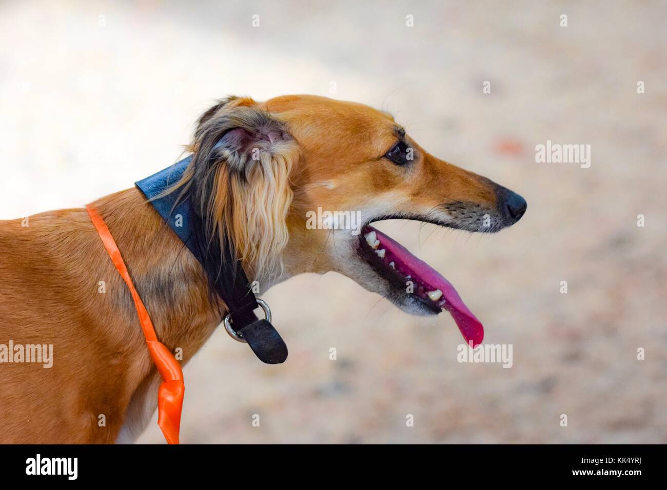 Dogs at a Christmas Party show in Yeovil Somerset Uk Stock Photo - Alamy