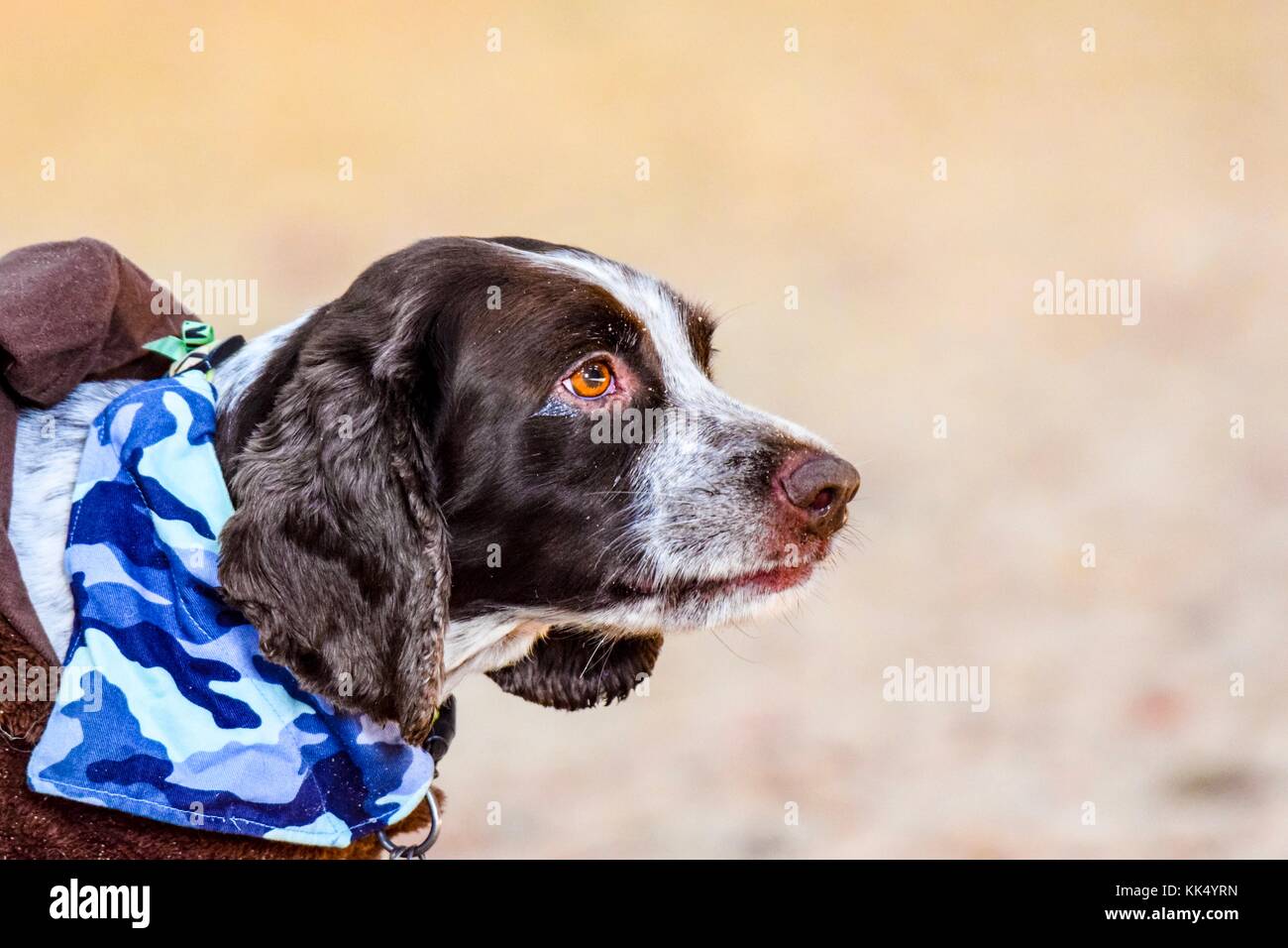Dogs at a Christmas Party show in Yeovil Somerset Uk Stock Photo - Alamy