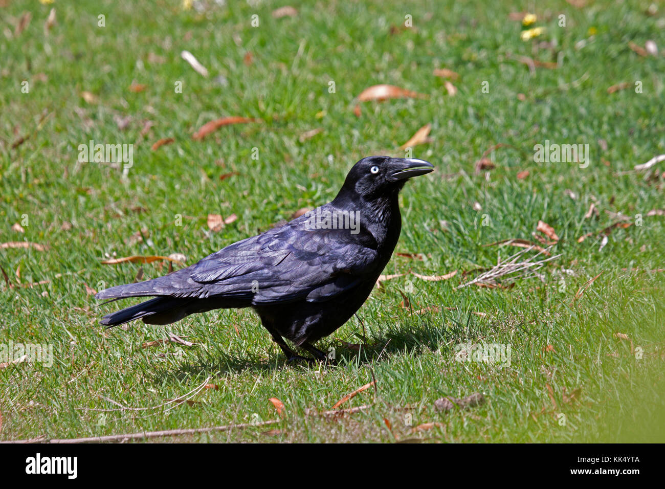 Little raven in Victoria Australia Stock Photo - Alamy