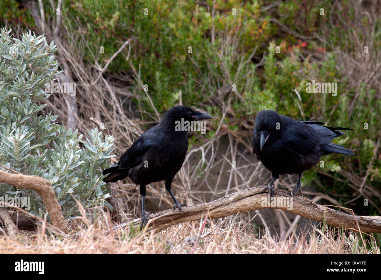 Little raven juveniles in Victoria Australia Stock Photo - Alamy