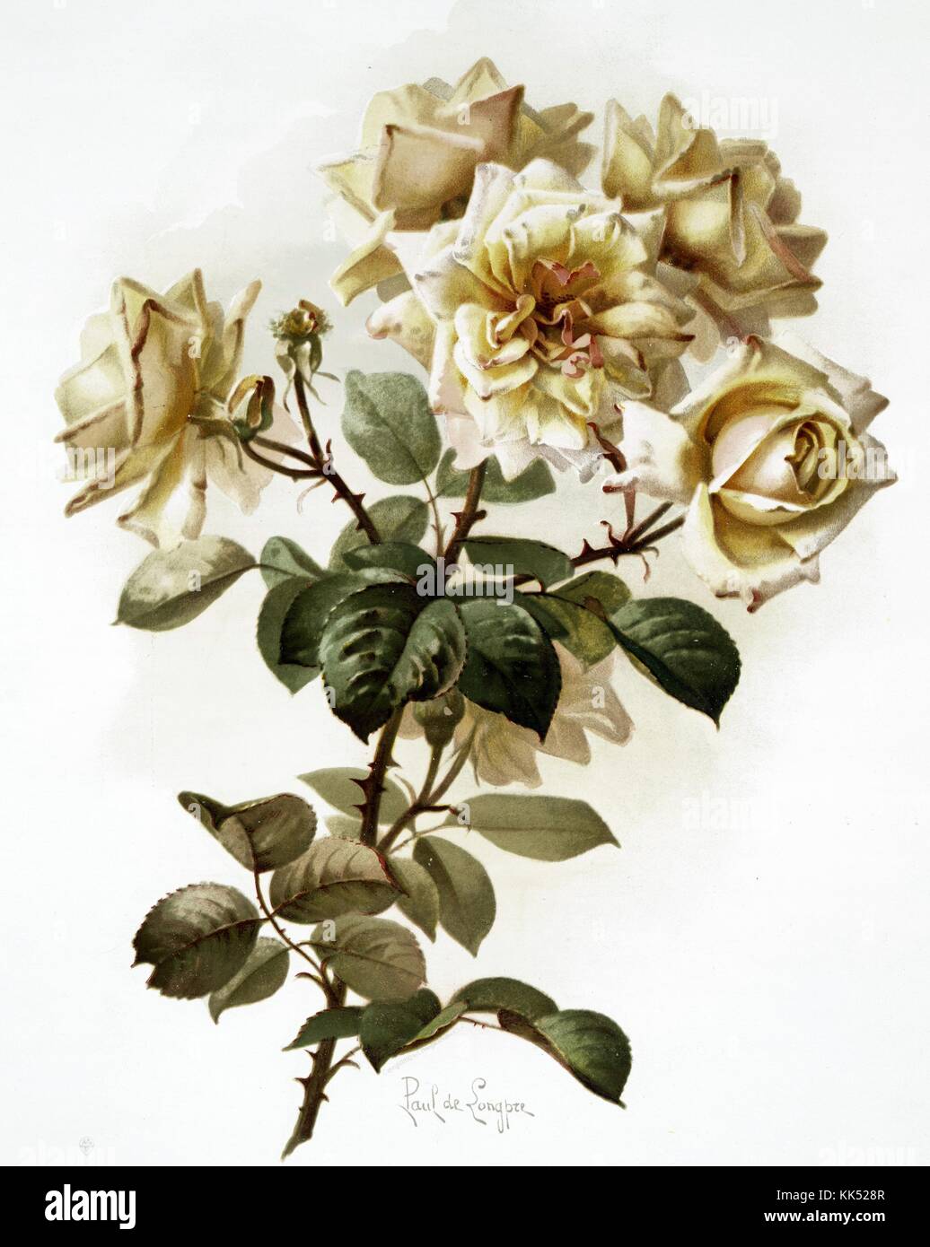 A print entitled 'Reve d'or roses, ' depicting gold and pink roses ...