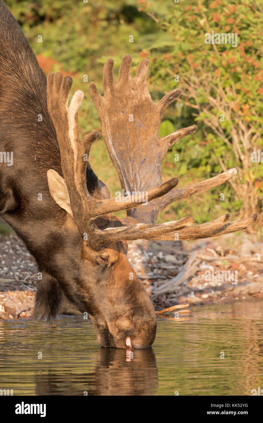 Bull Moose (Alces alces) drinking at the shoreline at Rock Harbor, Lake ...