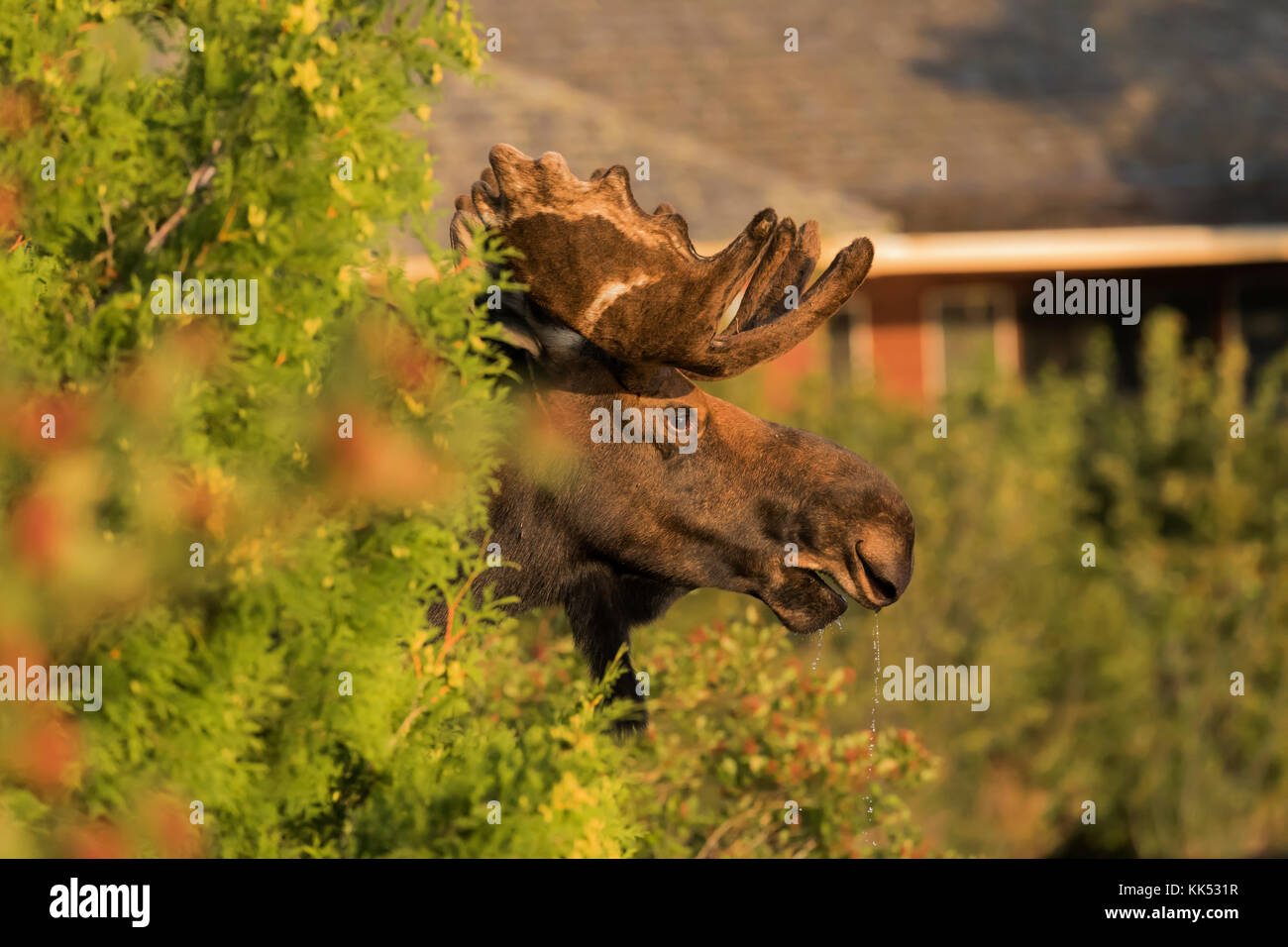 bull-moose-alces-alces-drinking-at-the-shoreline-at-rock-harbor-lake