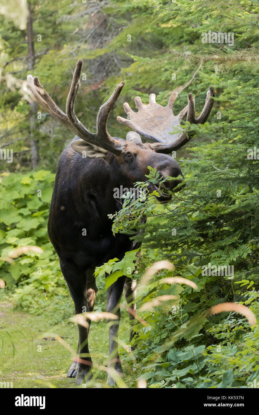 Michigan Moose Bowling Tournament 2011