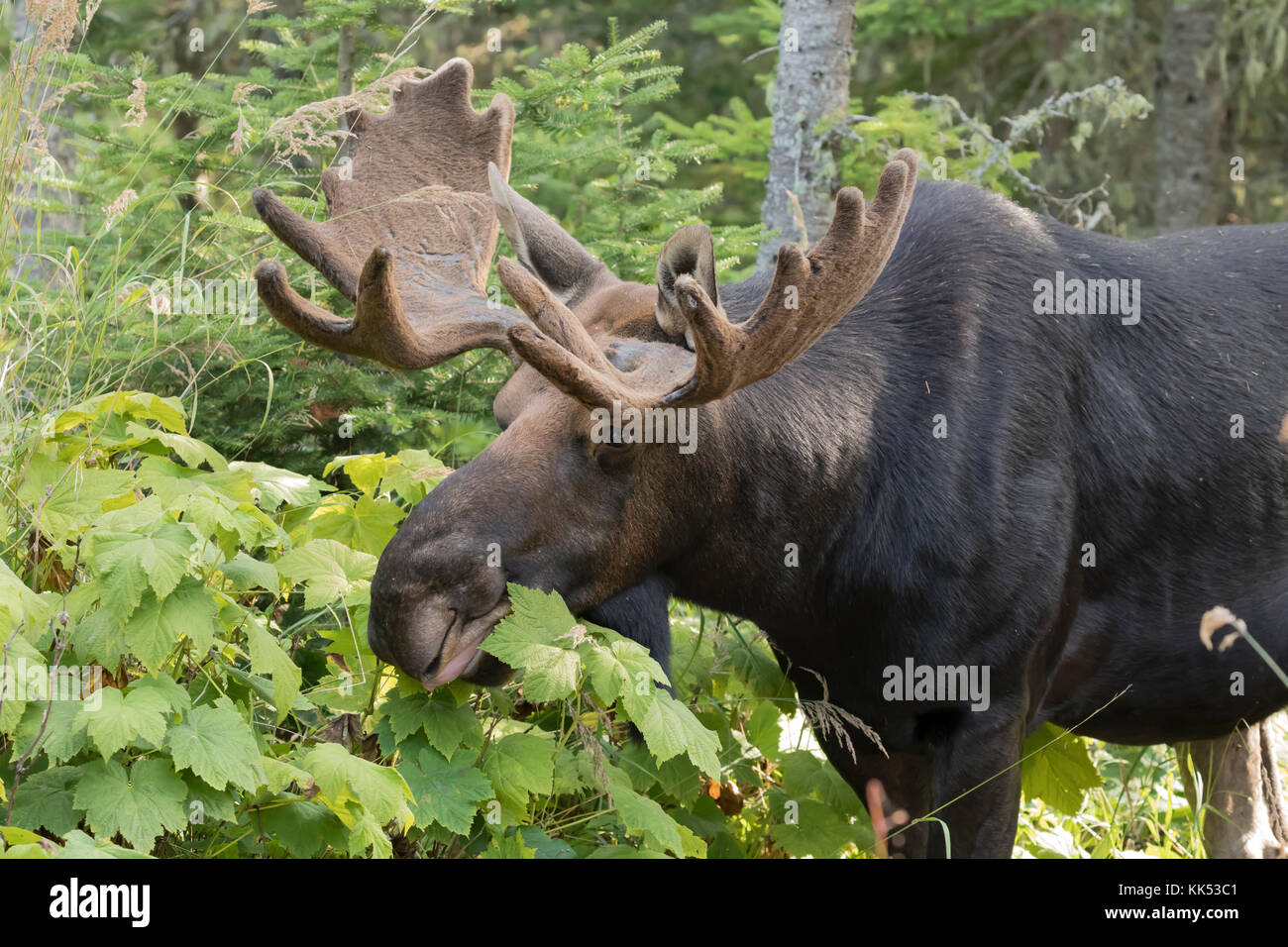 Moose (Alces alces) browsing in boreal forest Isle Royal National Park ...