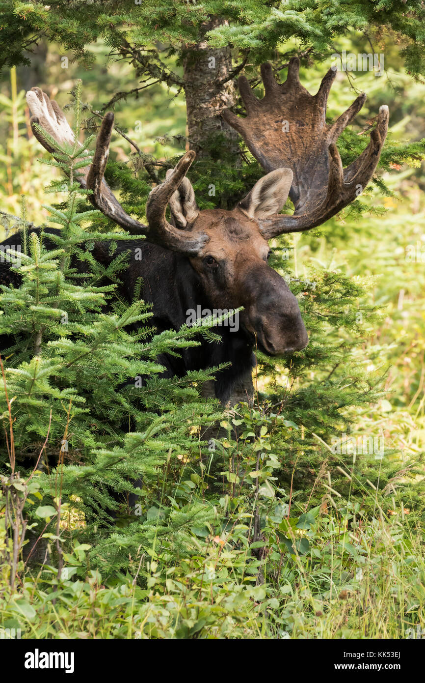Moose (Alces alces) browsing in boreal forest Isle Royal National Park ...