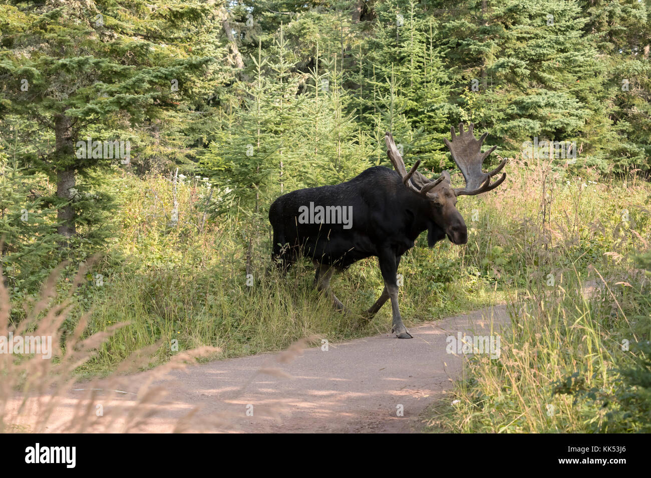 Moose (Alces alces) browsing in boreal forest Isle Royal National Park ...