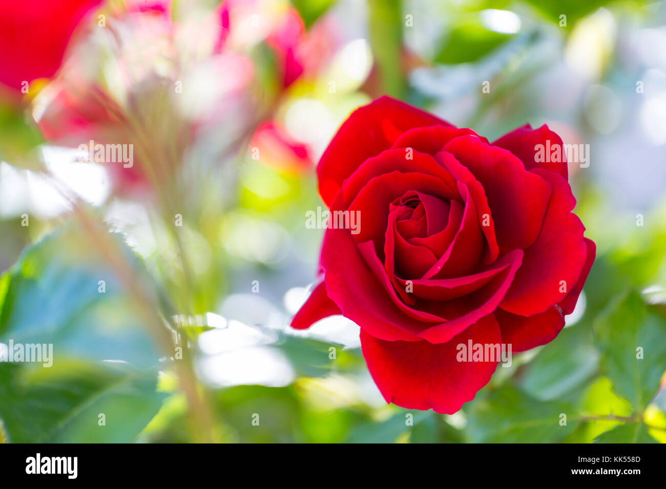 Pink Rose, beautiful nature background Stock Photo - Alamy