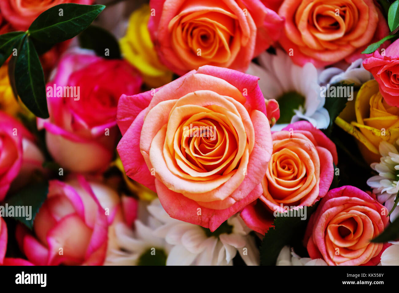 Pink Rose, beautiful nature background Stock Photo - Alamy
