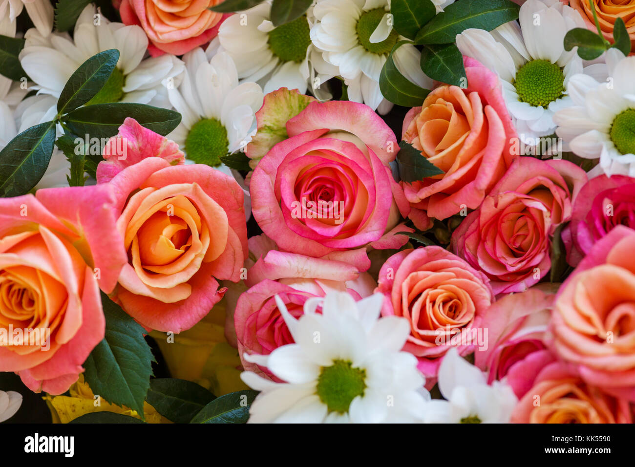 Pink Rose, beautiful nature background Stock Photo - Alamy